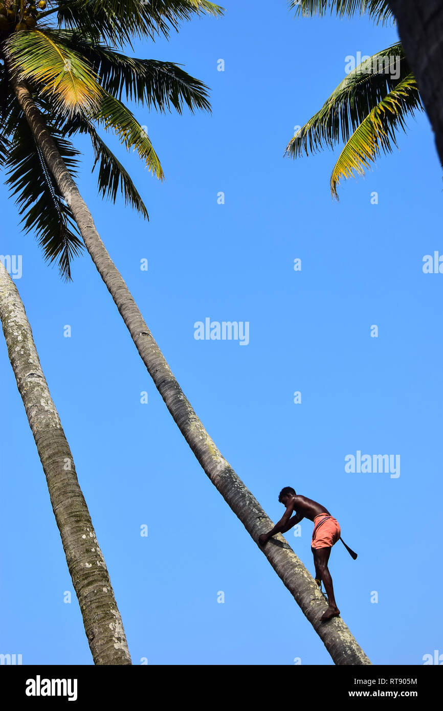 Toddy Tapping, Coconut Tree, Varkala, Kerala, India Stock Photo - Alamy