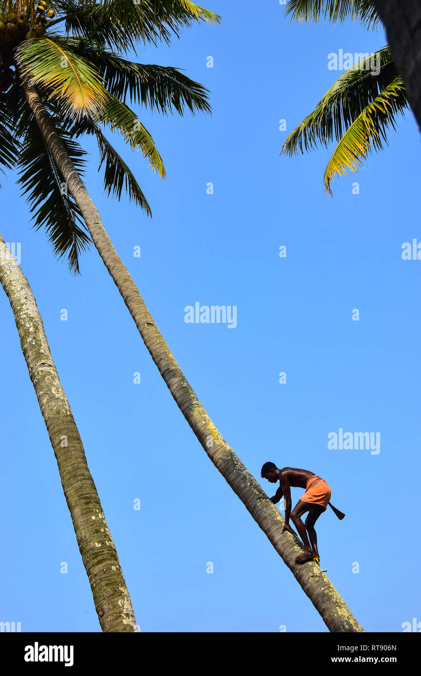 Toddy tree hi-res stock photography and images - Alamy