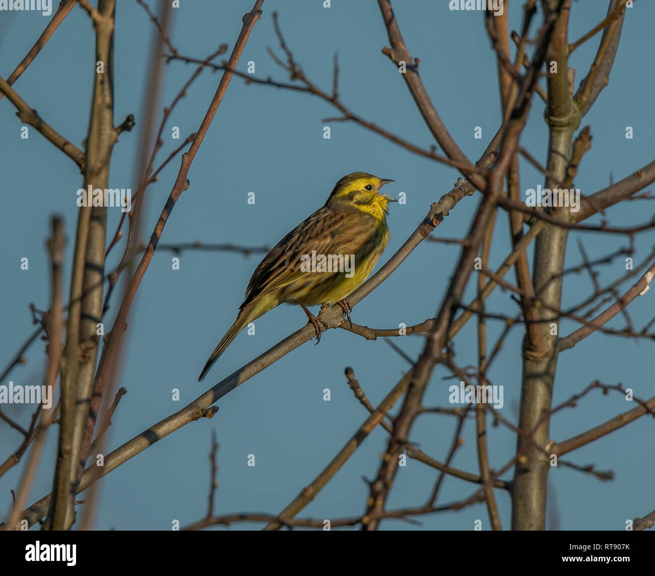 Yellowhammer open countryside bird hi-res stock photography and images ...