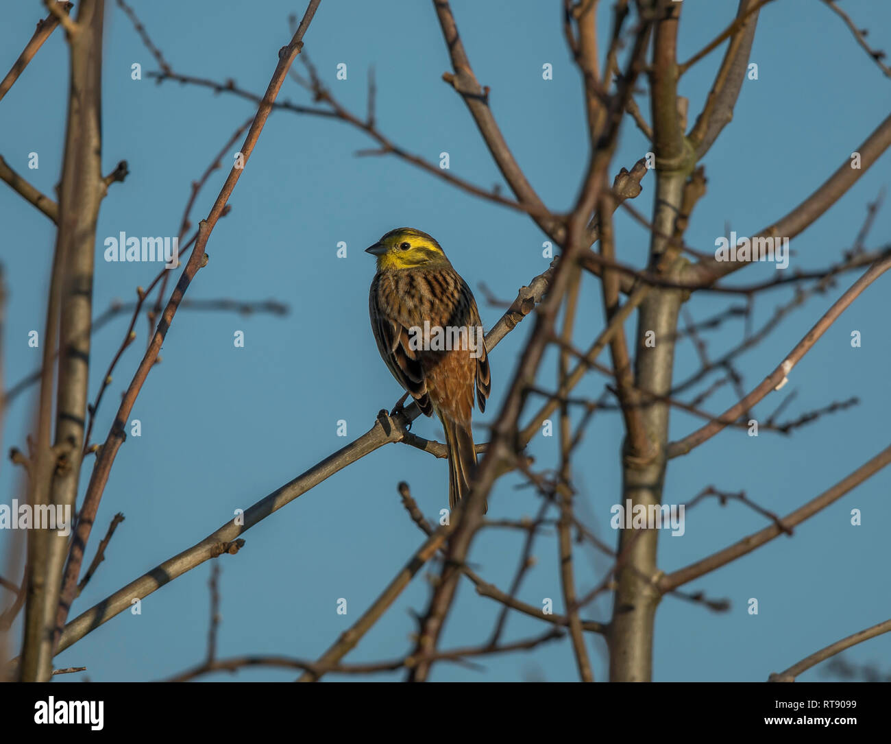 Yellowhammer open countryside bird hi-res stock photography and images ...