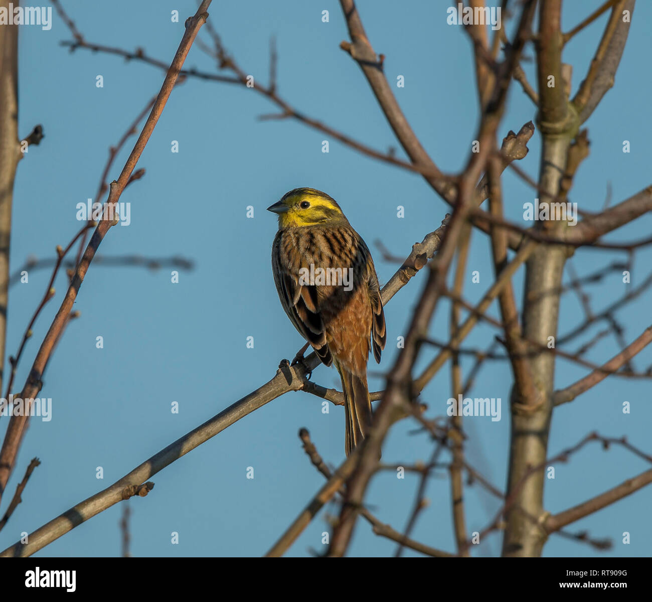 Yellowhammer open countryside bird hi-res stock photography and images ...