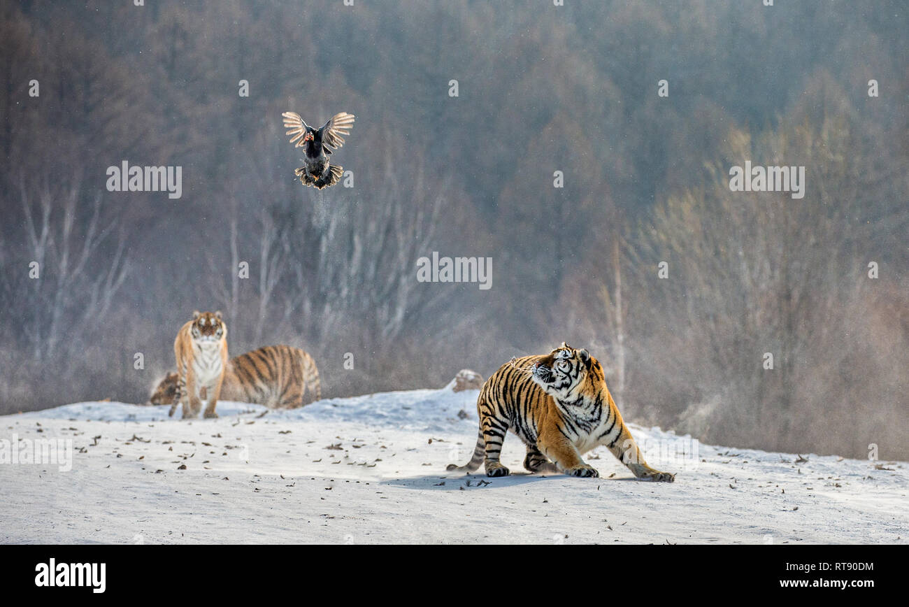 Siberian tigers in a snowy glade catch their prey. Very dynamic shot ...