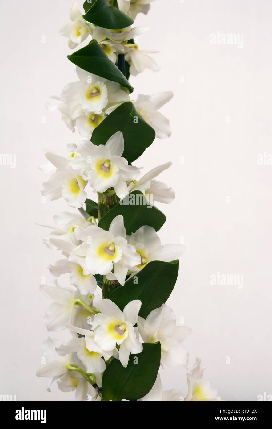 Orchid plant, Dendrobium Nobile, Spring Dream, Apollon, pictured ...