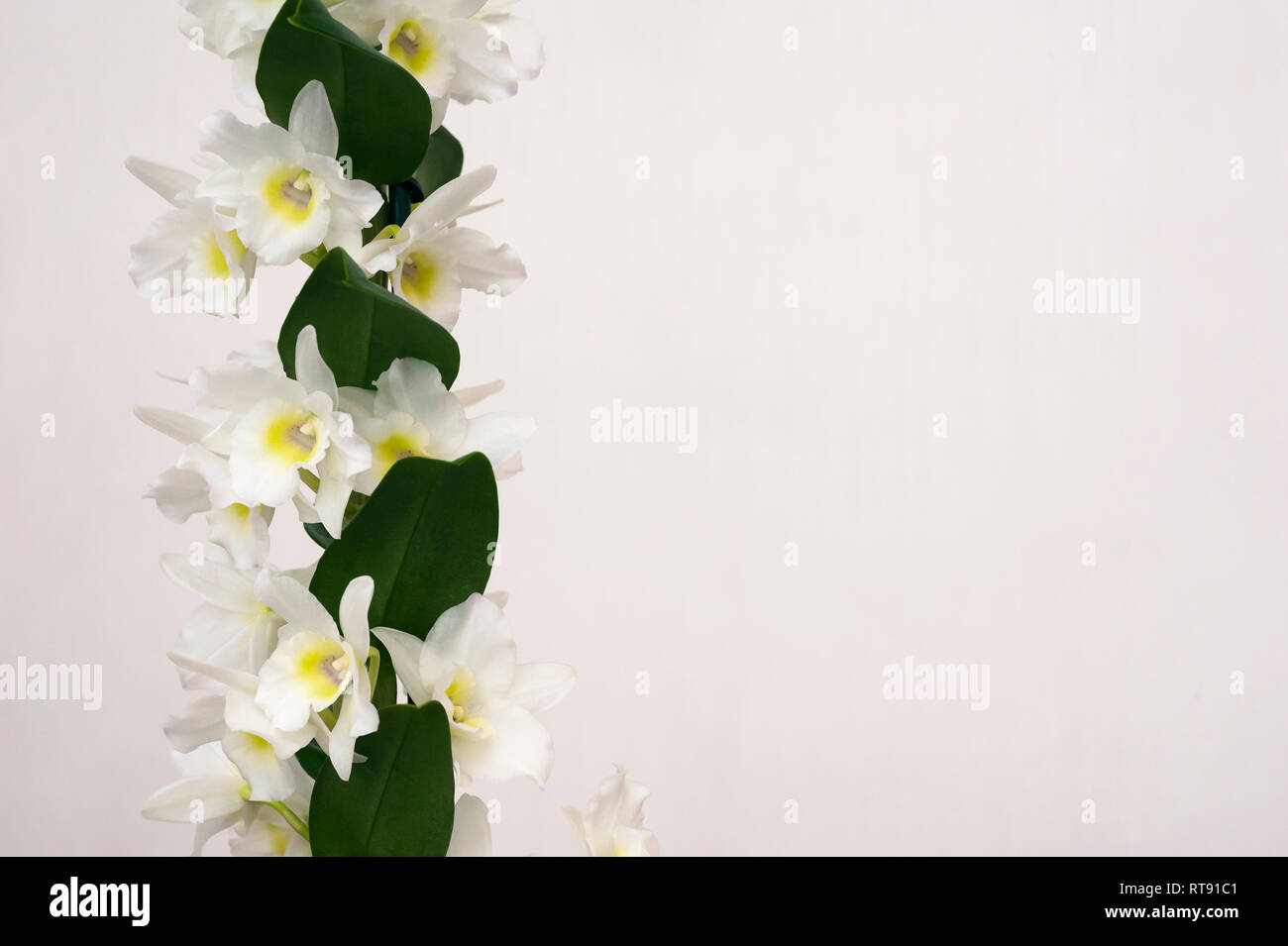 Dendrobium nobile apollon hi-res stock photography and images - Alamy