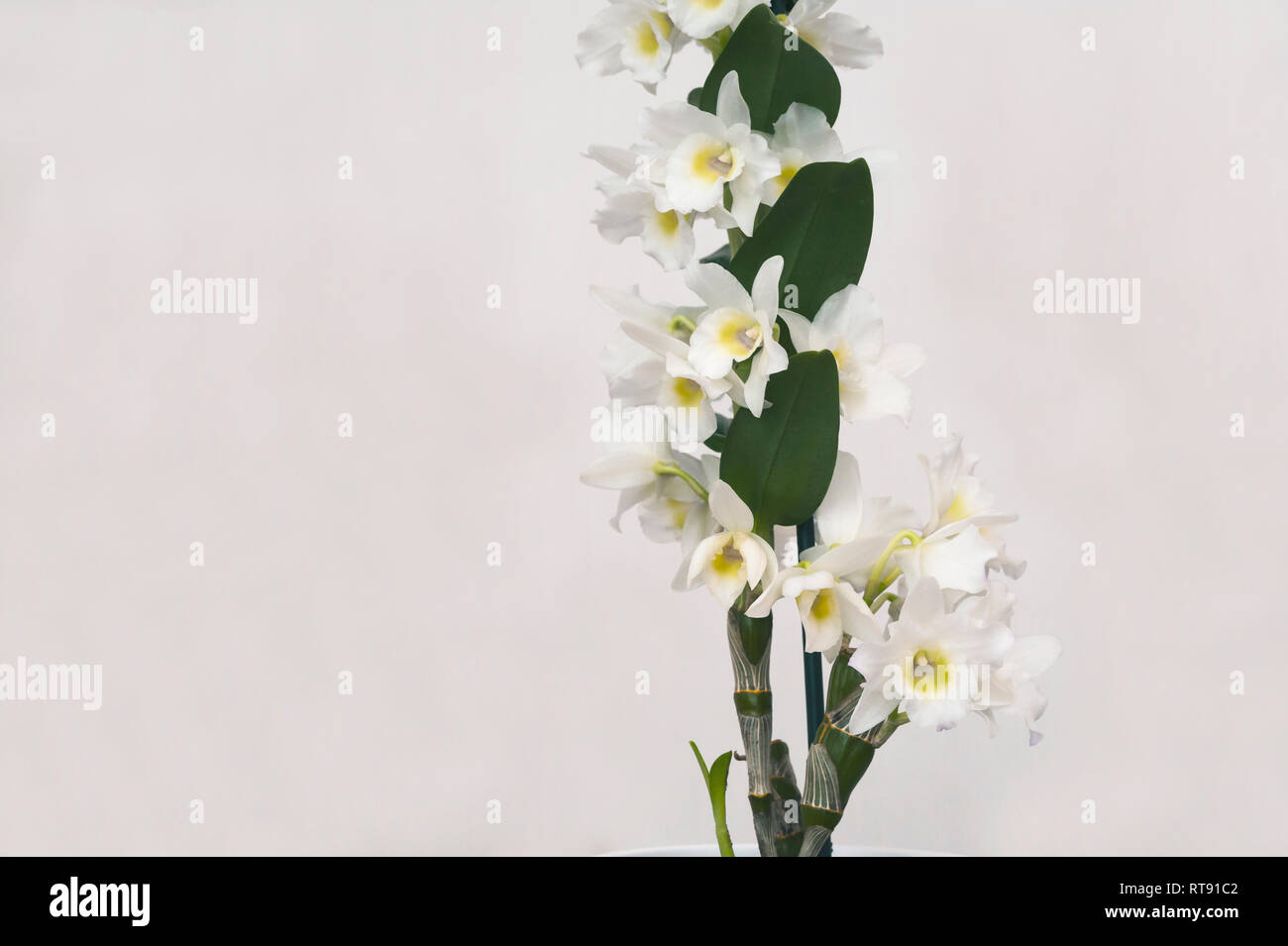 Orchid plant, Dendrobium Nobile, Spring Dream, Apollon, pictured ...
