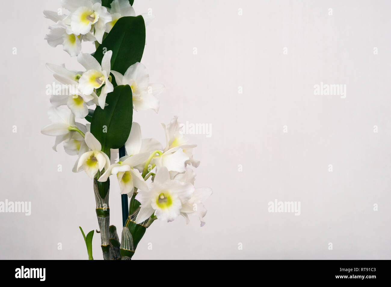 Orchid plant, Dendrobium Nobile, Spring Dream, Apollon, pictured ...