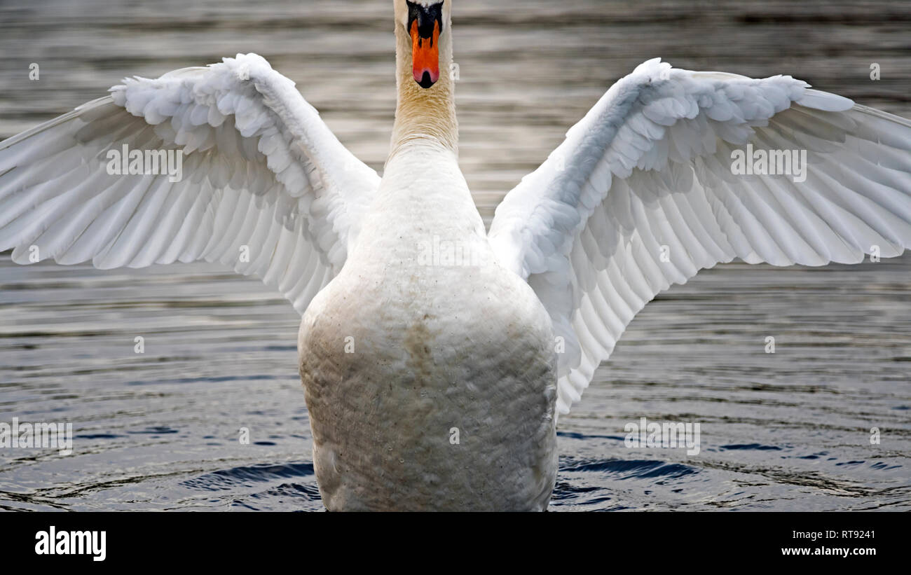 Angry swans hi-res stock photography and images - Alamy