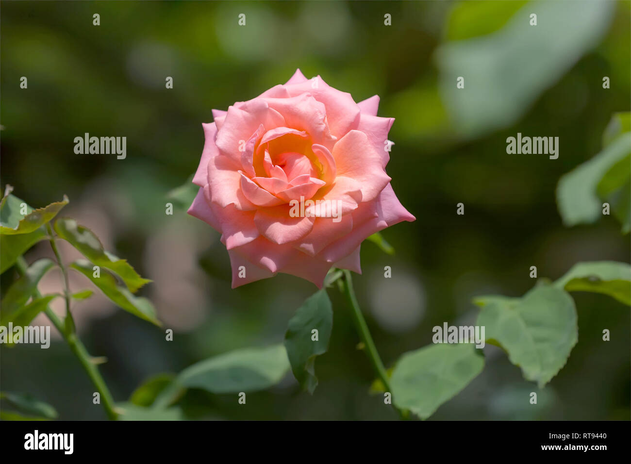 Pink rose in the garden Stock Photo - Alamy