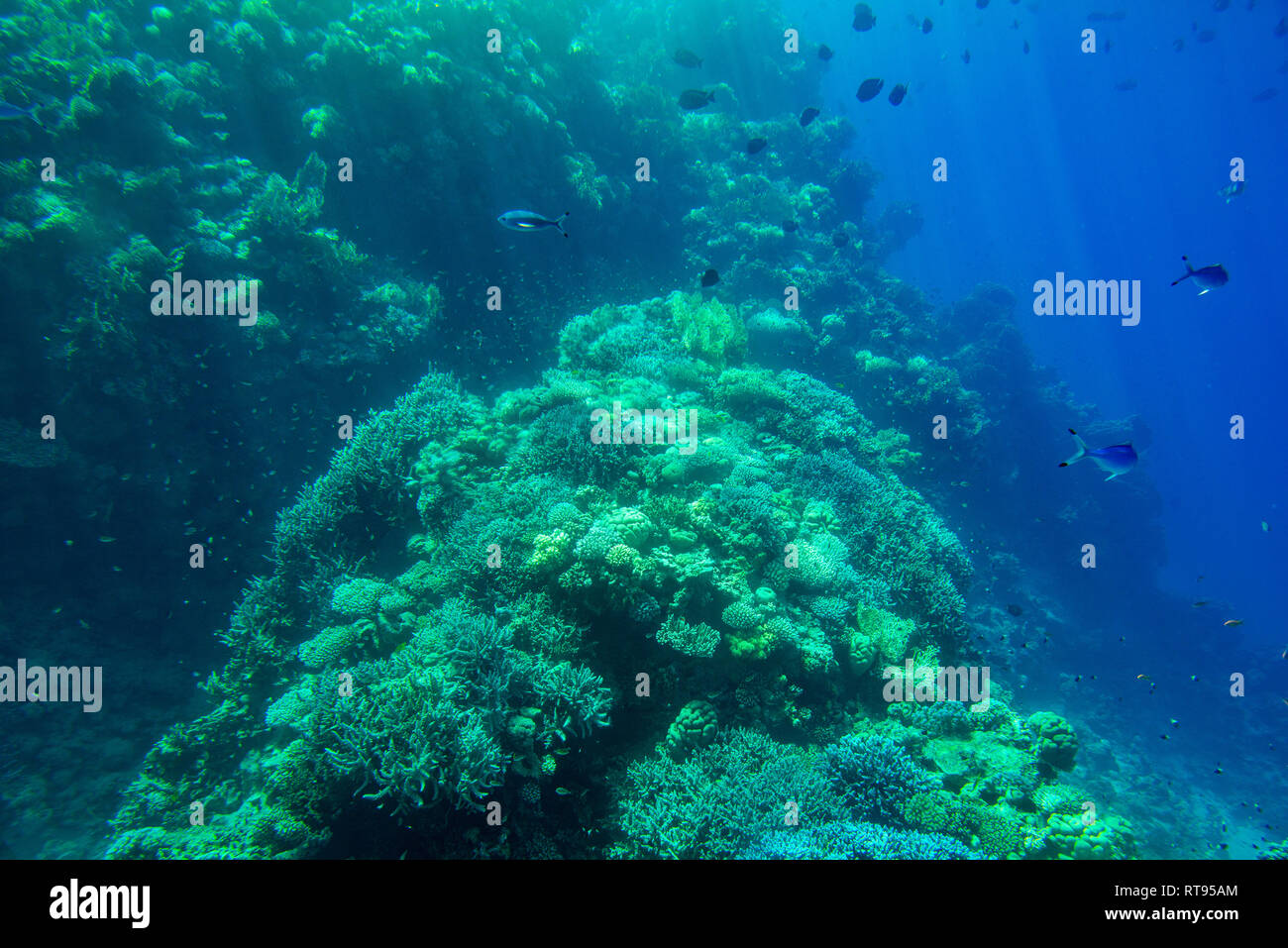 Rocky seabed background hi-res stock photography and images - Alamy