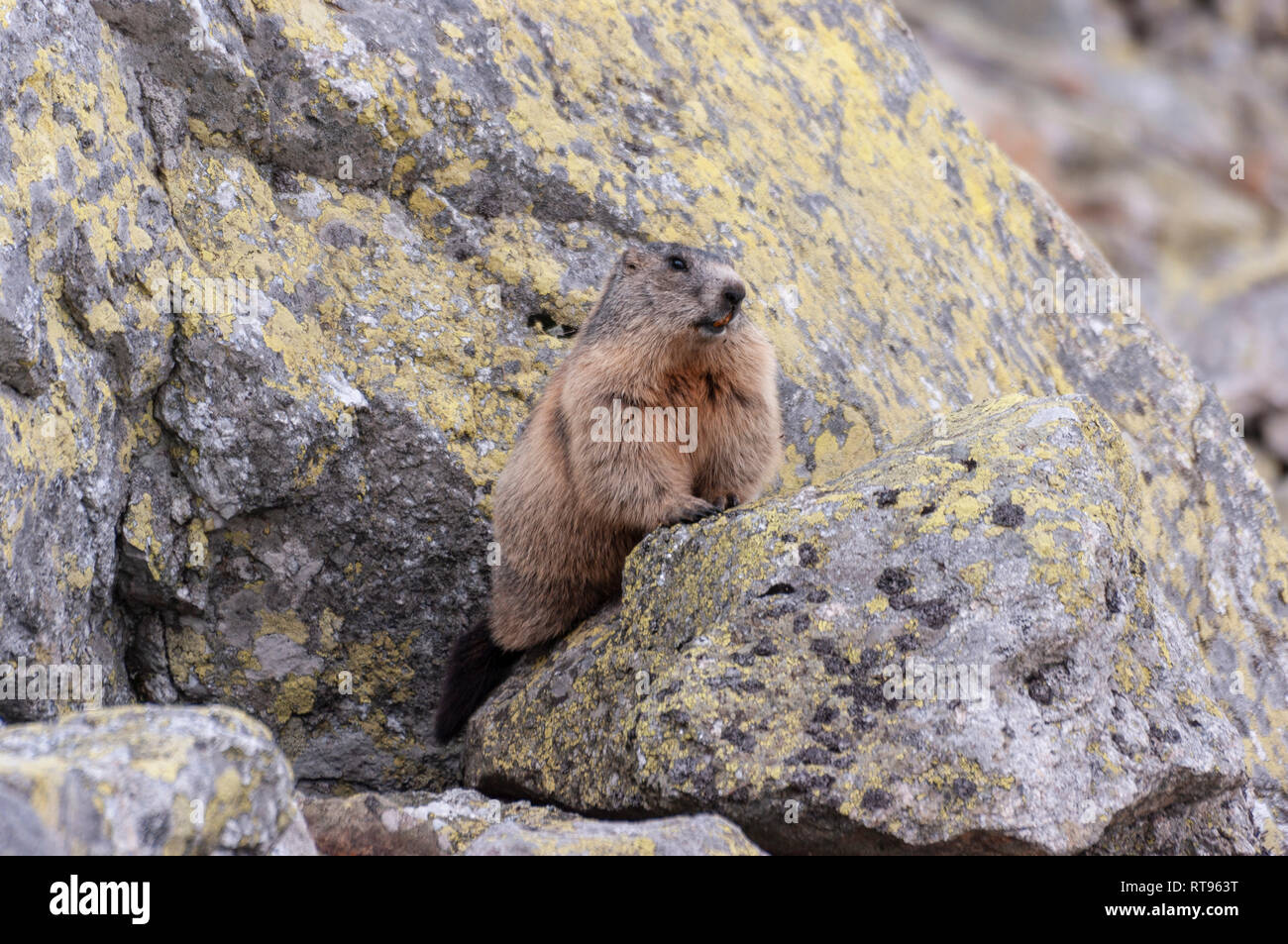 Marmota marmota latirostris hi-res stock photography and images - Alamy