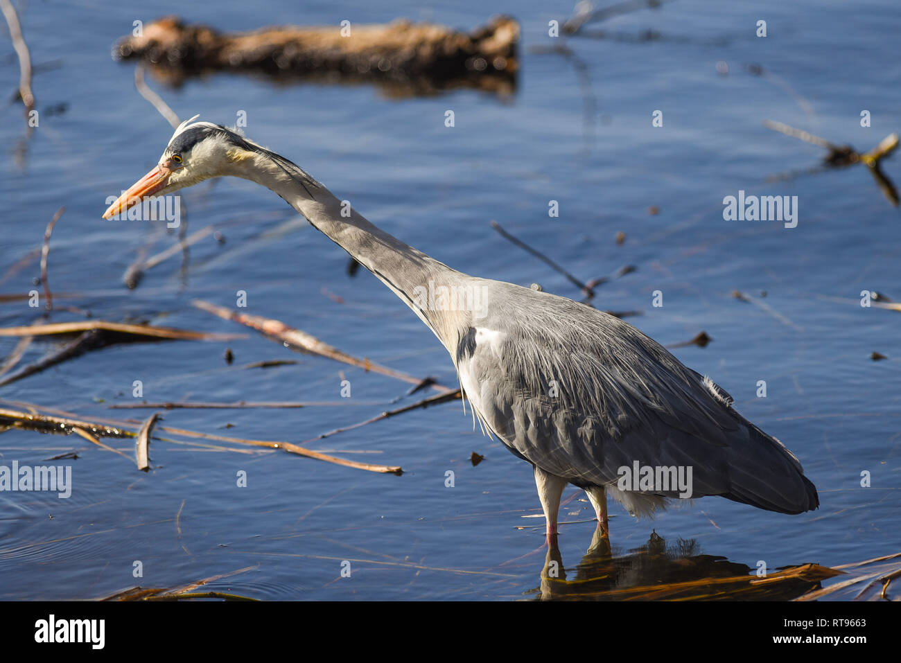 Reiher grau hi-res stock photography and images - Alamy
