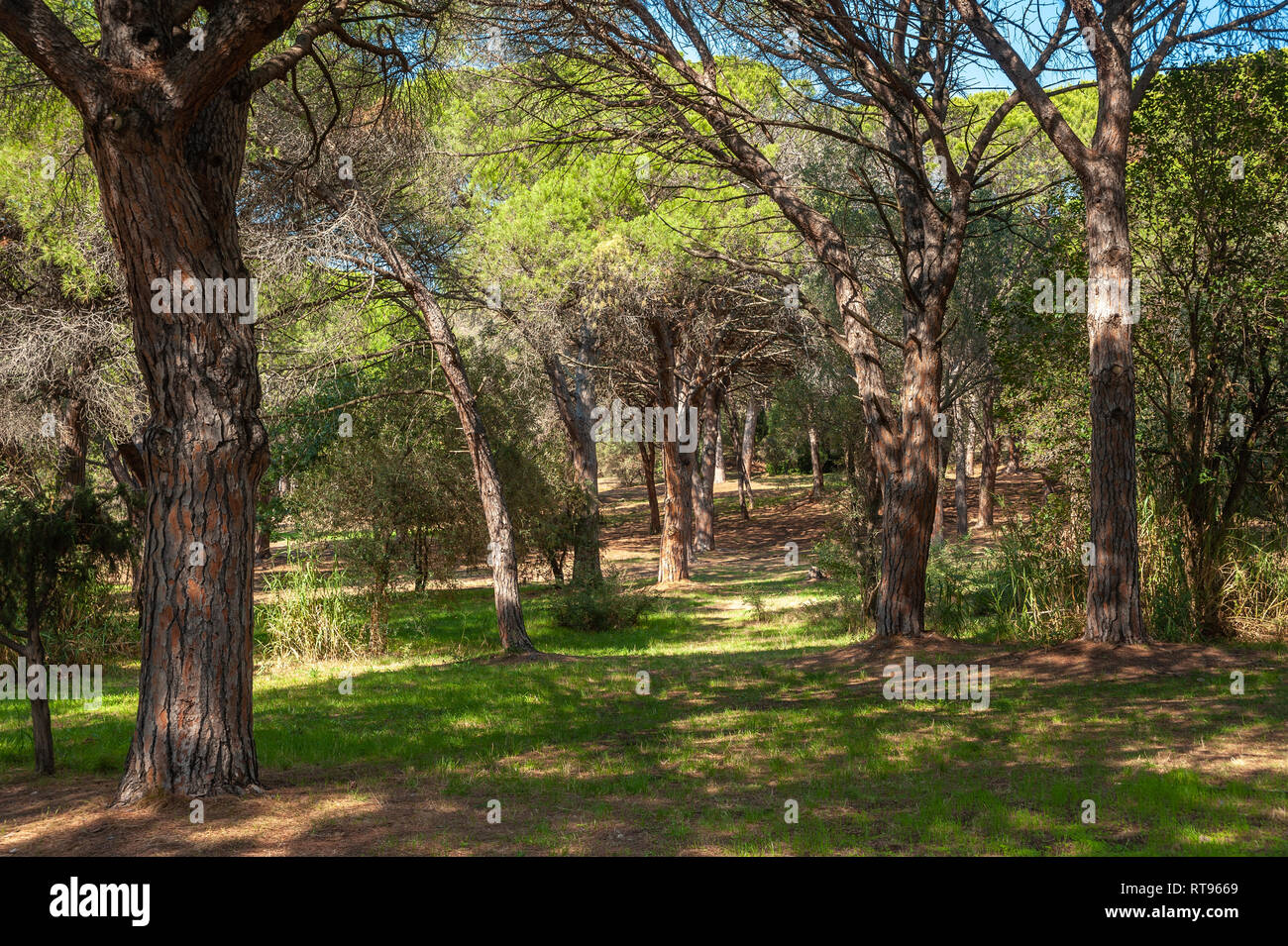 Pine trees in the park Aurelien, Frejus, Var, Provence-Alpes-Cote d ...