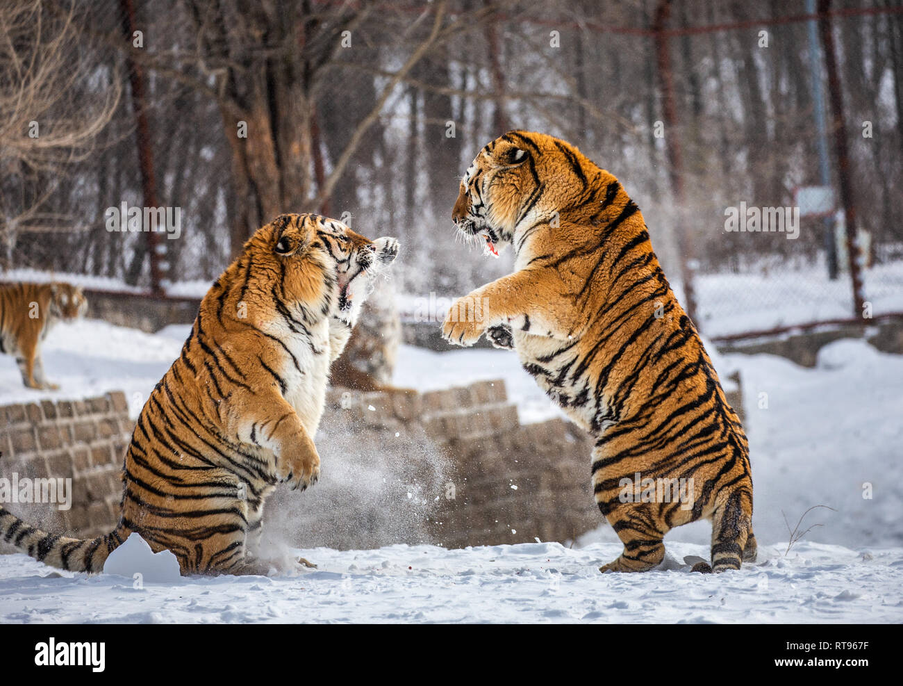 Fighting tigers hi-res stock photography and images - Alamy
