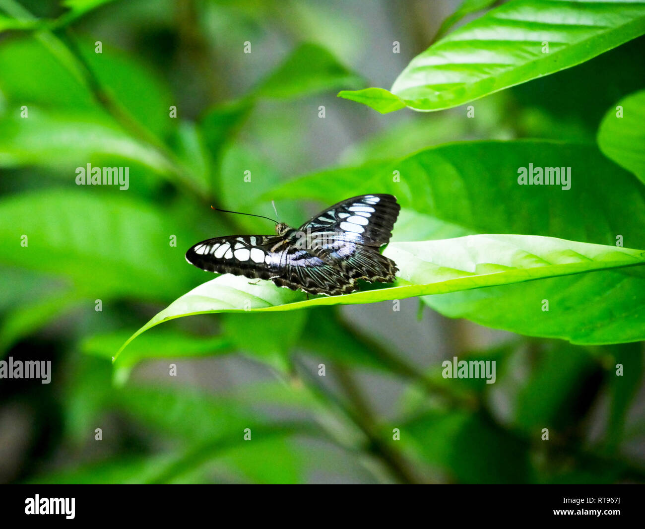 Leaf tail hi-res stock photography and images - Alamy