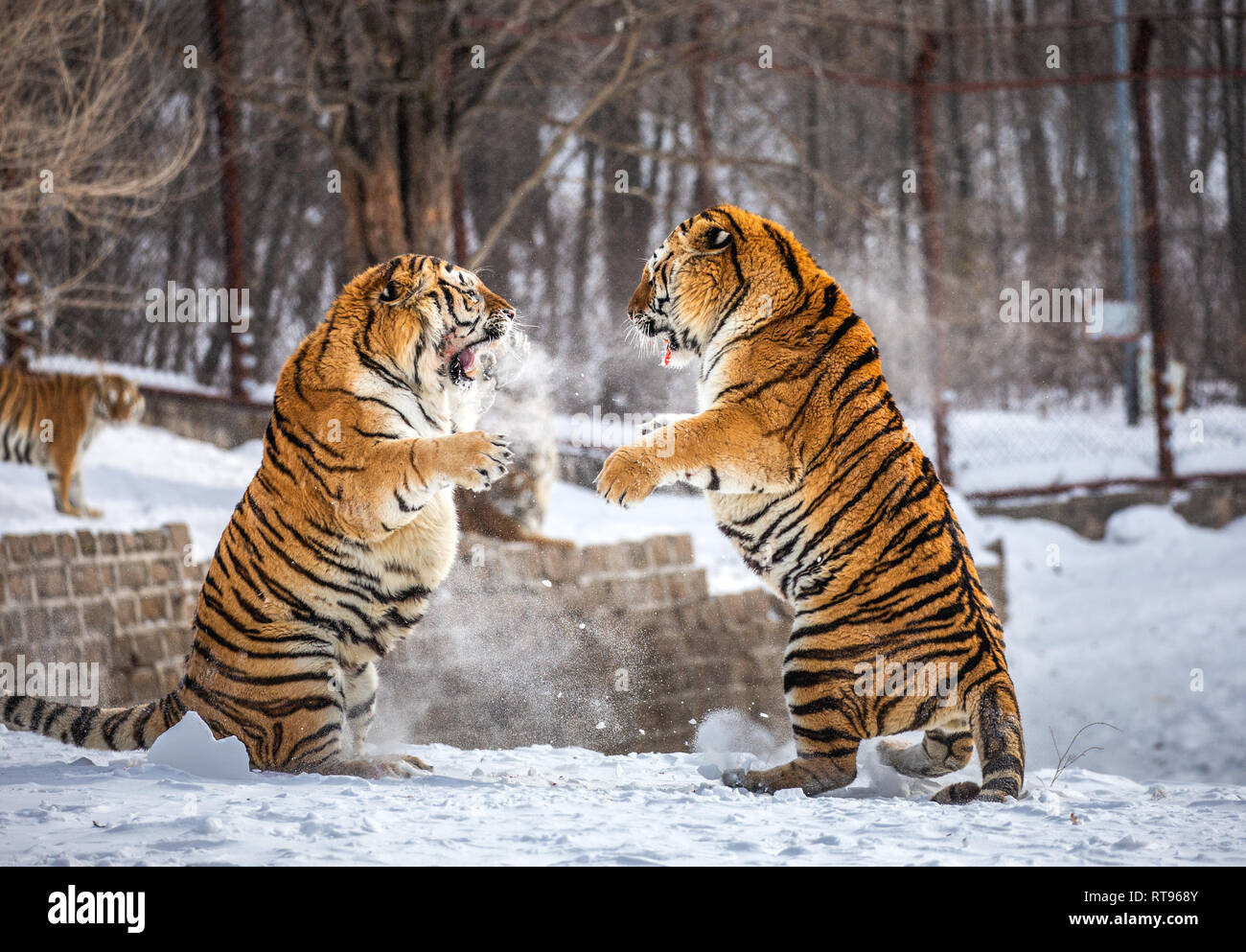 Two Siberian tigers are fighting each other in a snowy glade. China ...