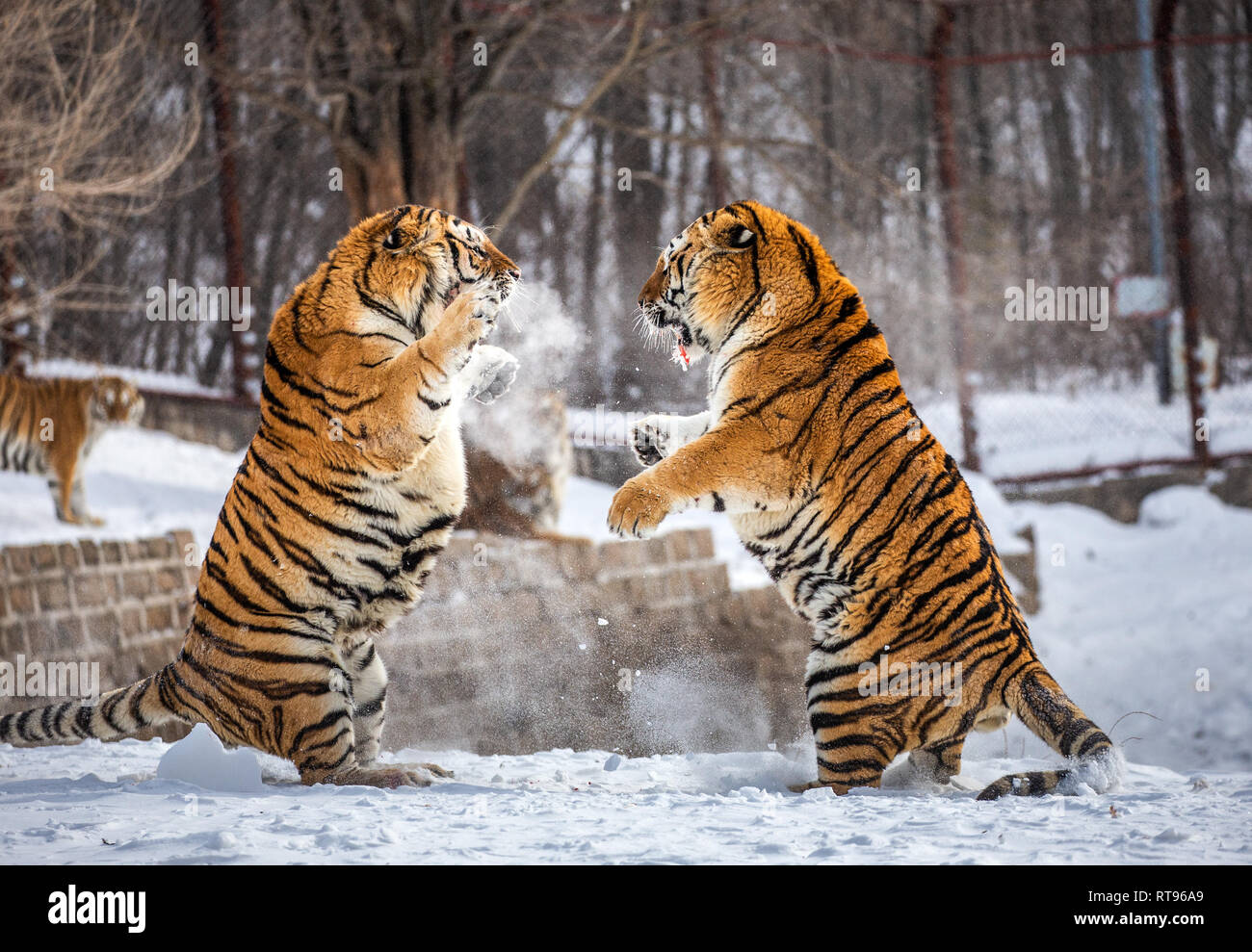 Tiger fighting snow hi-res stock photography and images - Alamy