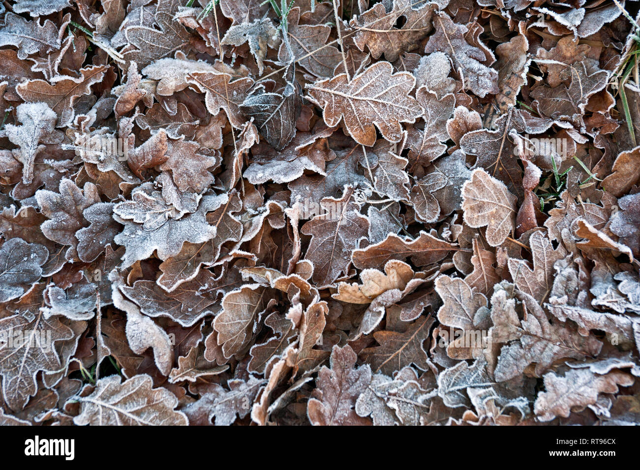 Frosty leaves on forest floor on cold January day in Scotland Stock ...