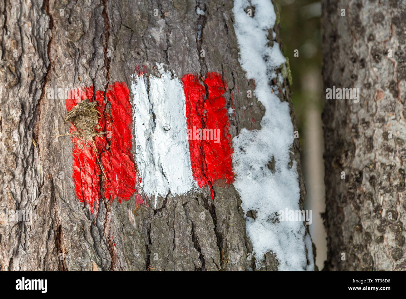 White blaze on tree hi-res stock photography and images - Alamy