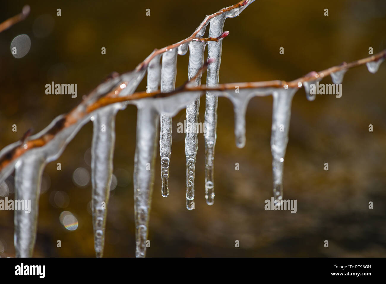 Trieb High Resolution Stock Photography and Images - Alamy