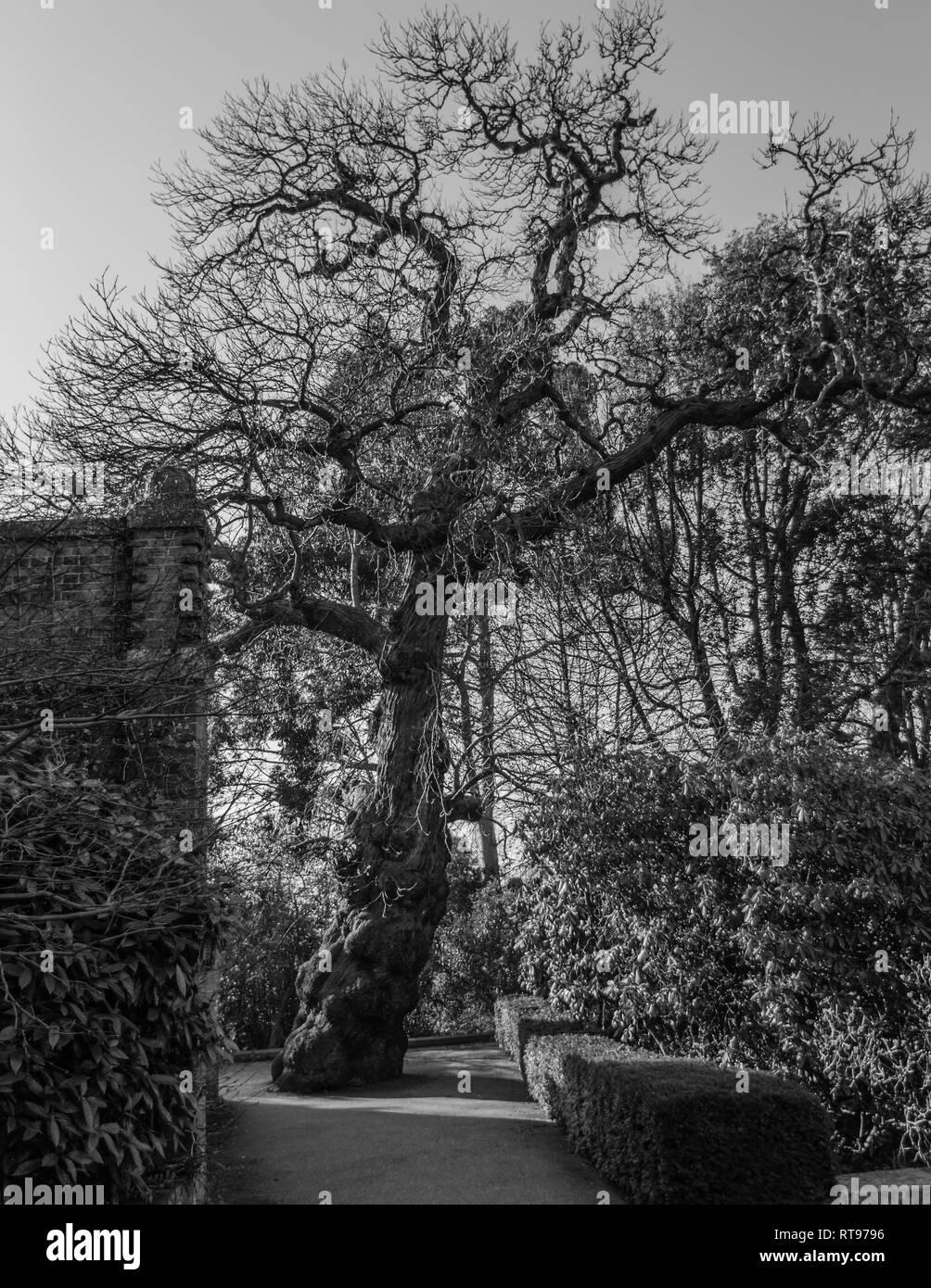 A black and white photograph of a lone tree stands out in a park in ...