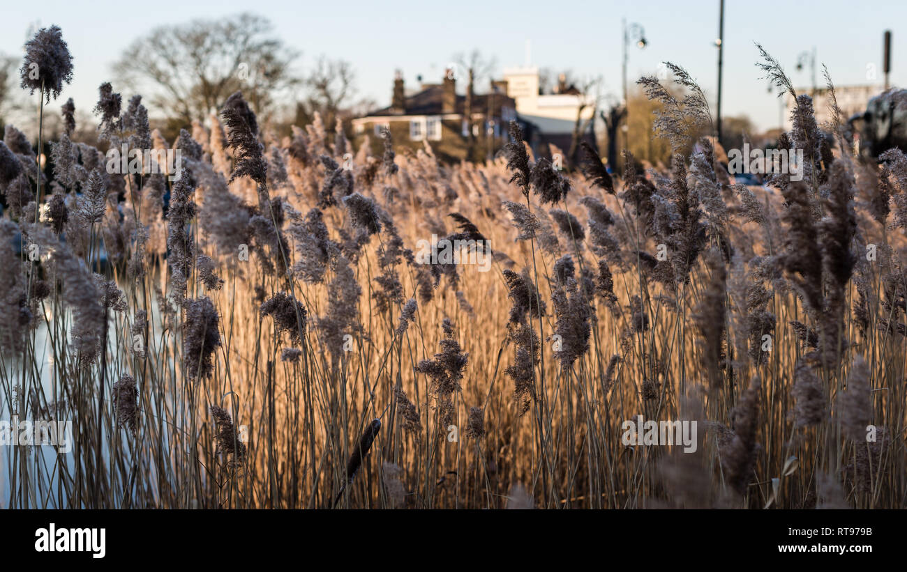 Tall grass sway in a suburb of London Stock Photo - Alamy