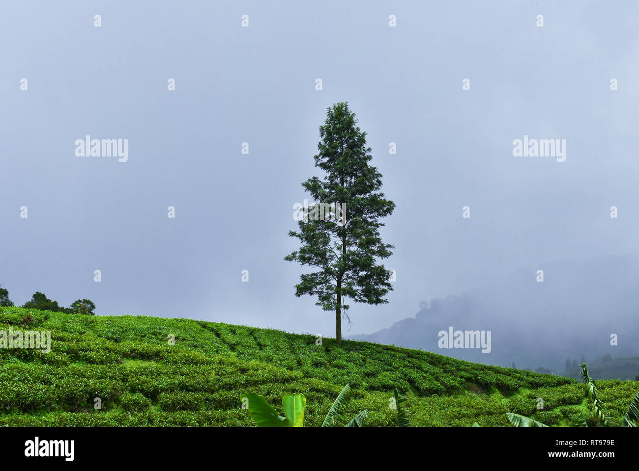 Spruce silhouette on hill hi-res stock photography and images - Alamy