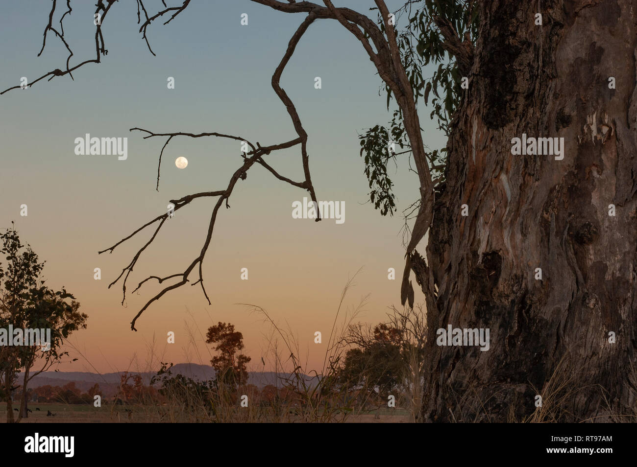 The moon rises as the colours from the sunset fill the sky, Beaudesert ...