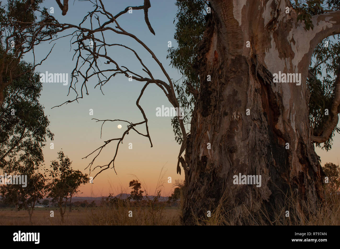 The moon rises as the colours from the sunset fill the sky, Beaudesert ...
