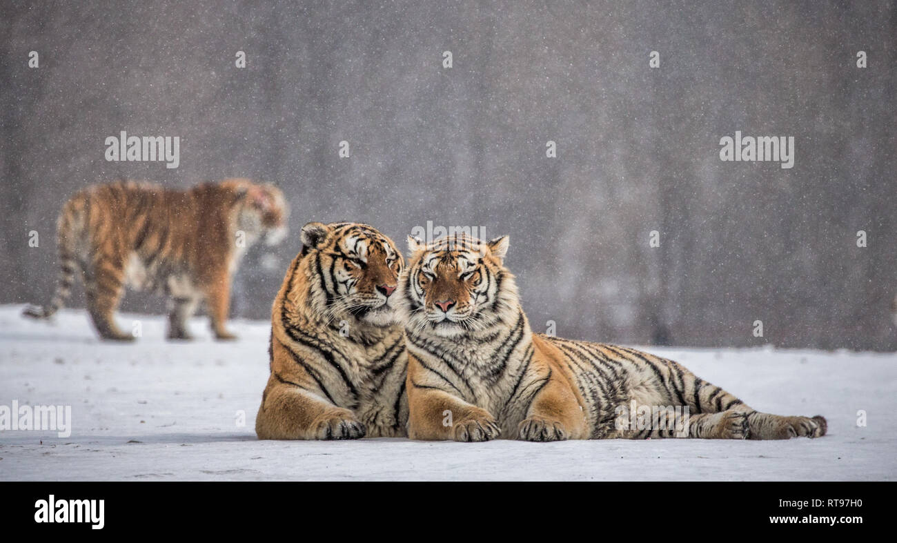 Two Siberian tigers lie next to each other in a snowy glade. China ...