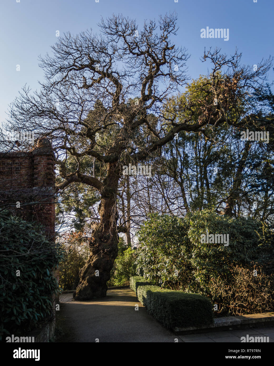 Lone oak tree stands hi-res stock photography and images - Alamy