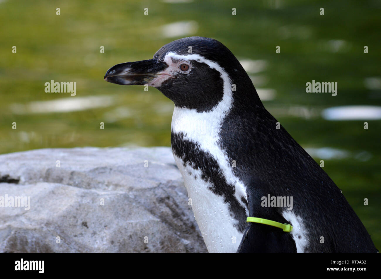 Penguin feathers close up hi-res stock photography and images - Alamy