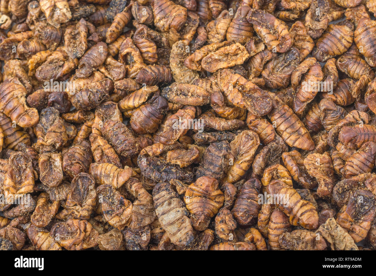 Dried pupae of Silkworm / Bombyx mori which may be eaten and are the ...