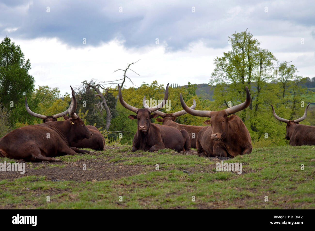 Ankole cattle hi-res stock photography and images - Alamy