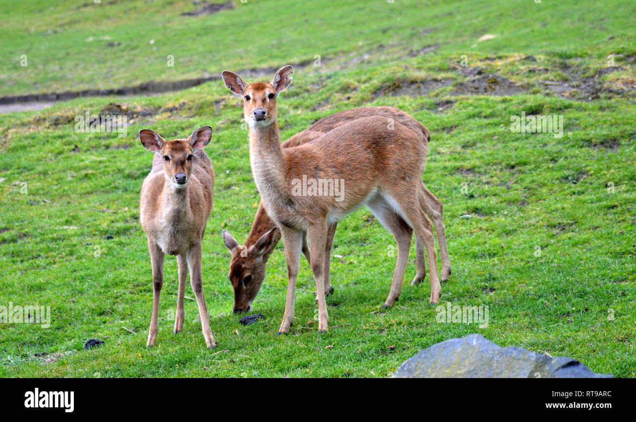 Three Persian Fallow Deer Stock Photo - Alamy