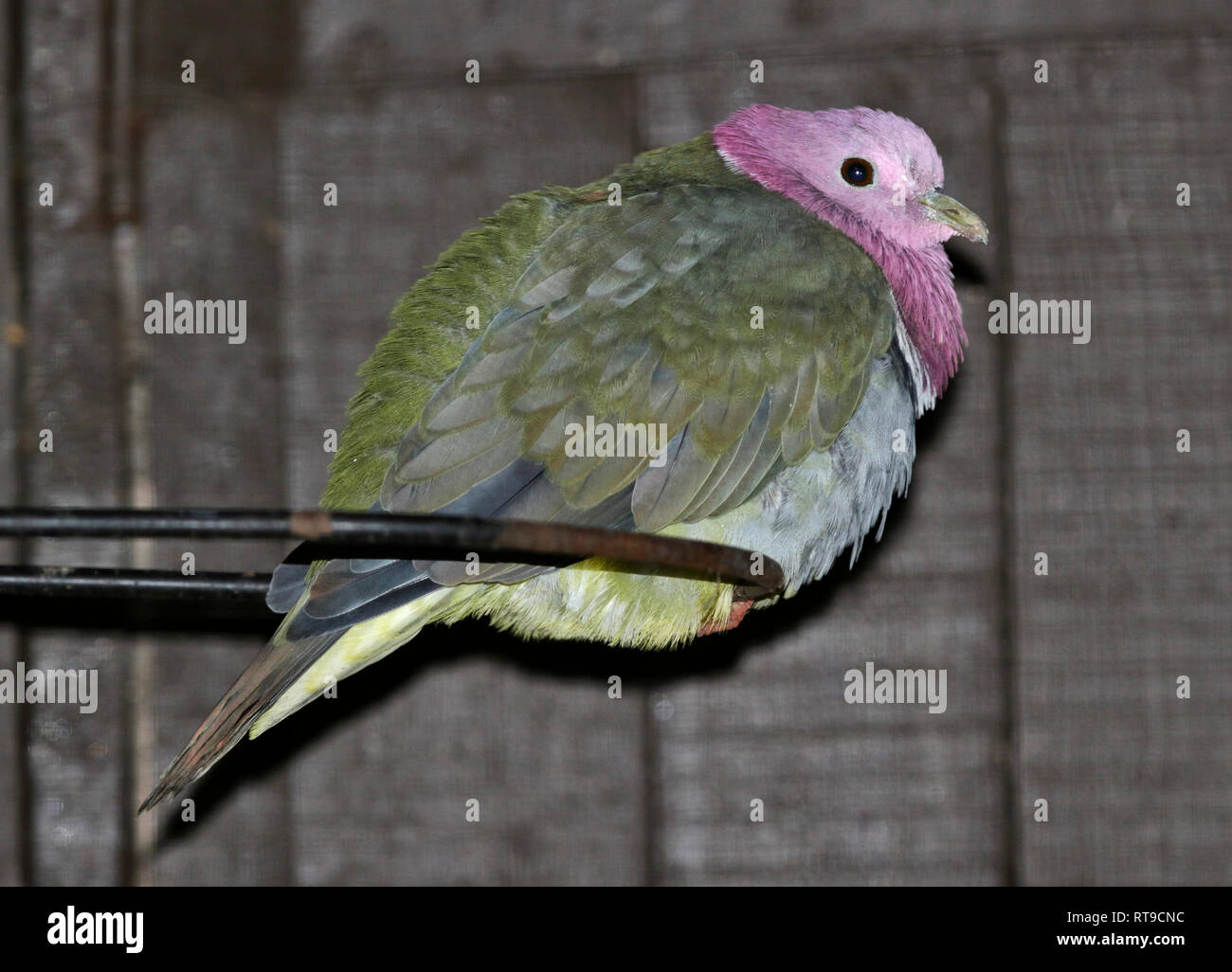 Pink Headed Fruit Dove (ptilinopus porphyreus Stock Photo - Alamy