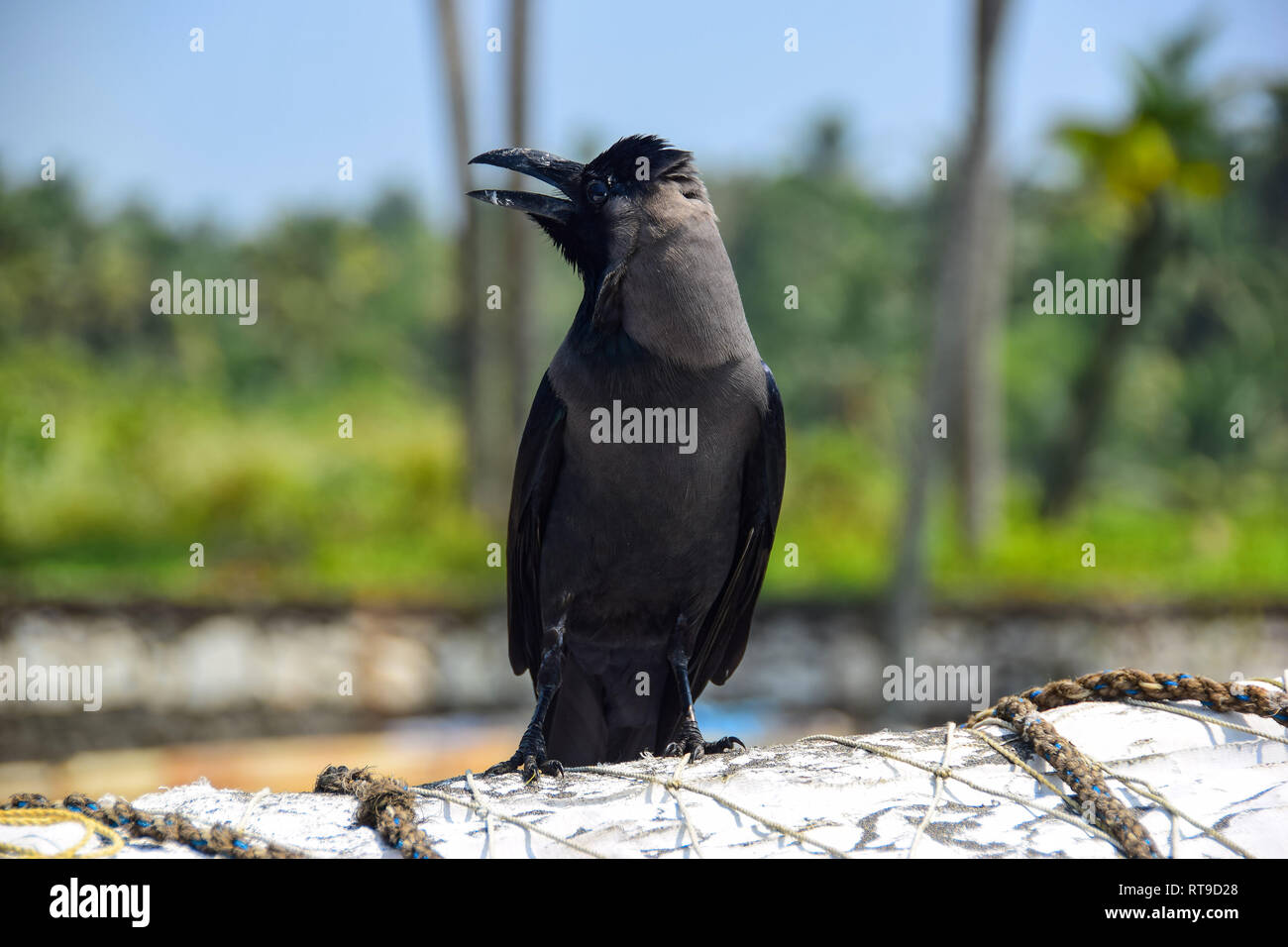 Indian House Crow High Resolution Stock Photography and Images - Alamy