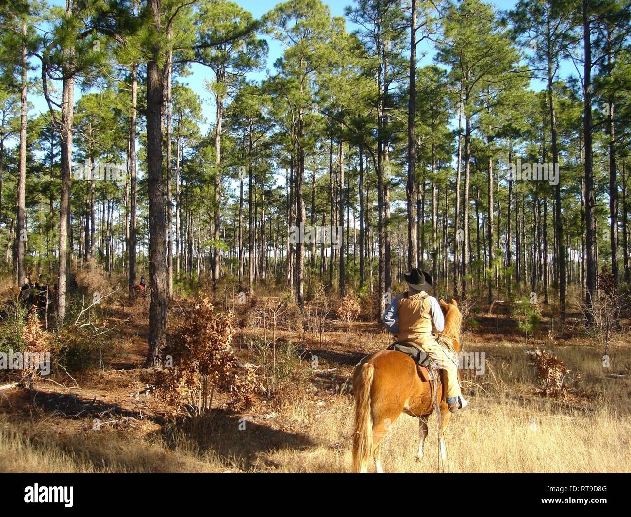 Privett hi-res stock photography and images - Alamy