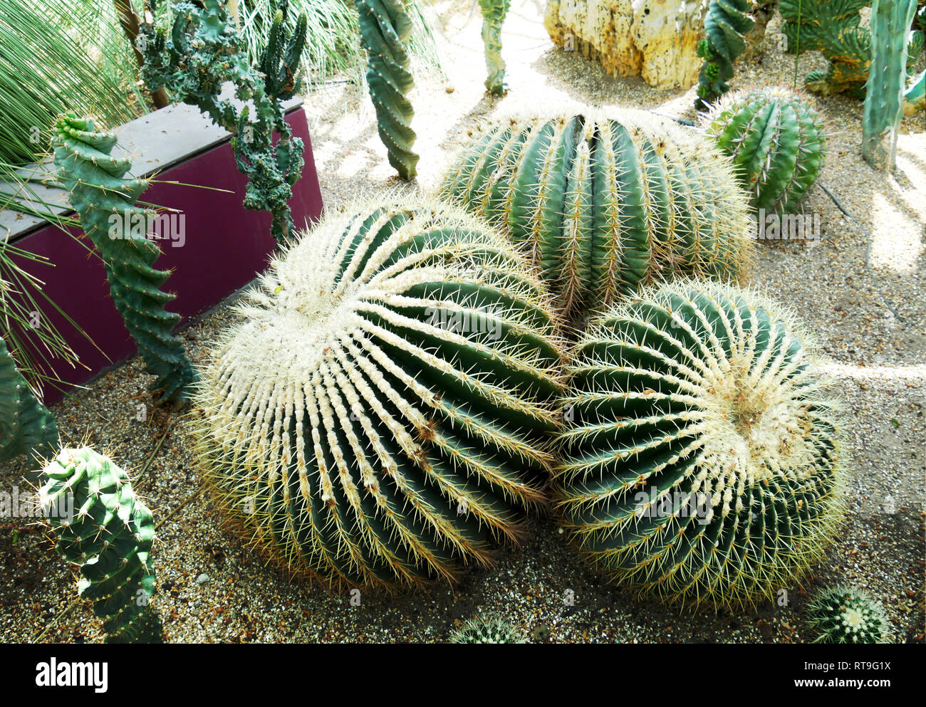 Giant barrel cactus hi-res stock photography and images - Alamy