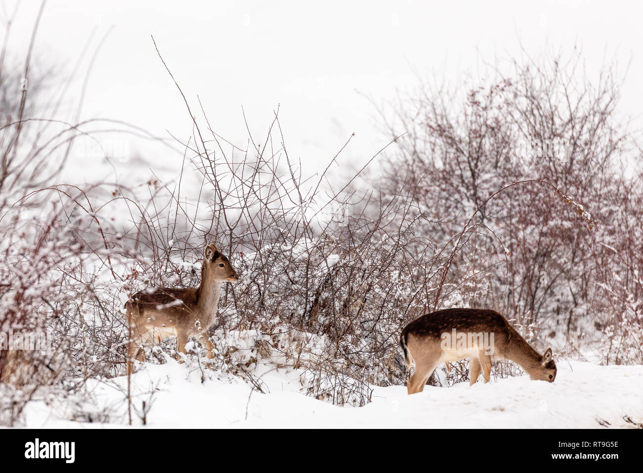 Fallow deer in a winter setting Stock Photo - Alamy