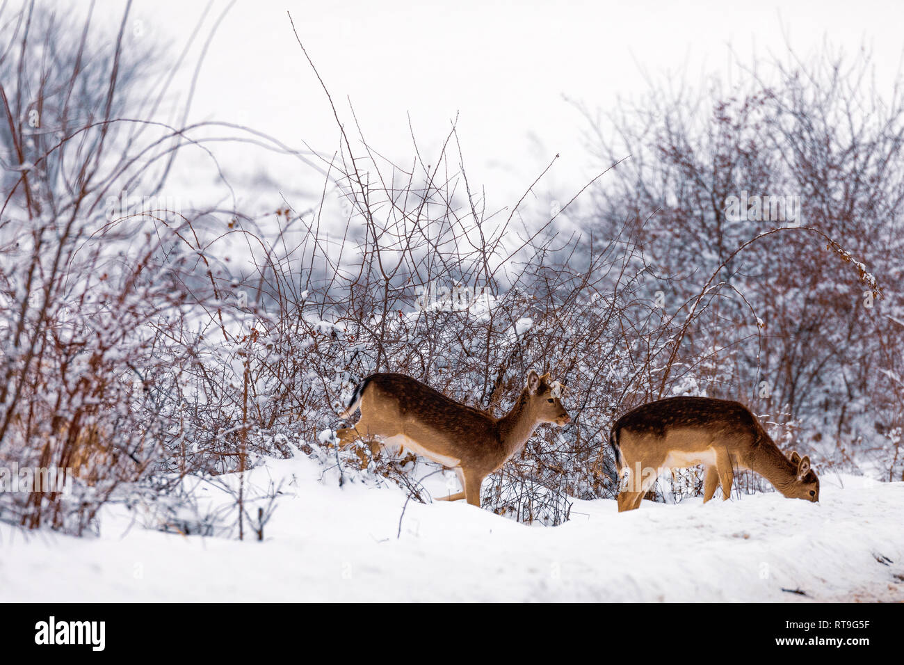 Fallow deer in a winter setting Stock Photo - Alamy