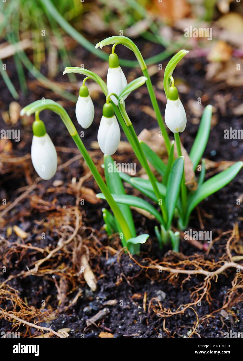 Tiny white snowdrop galanthus flowers in bloom emerge through the ...