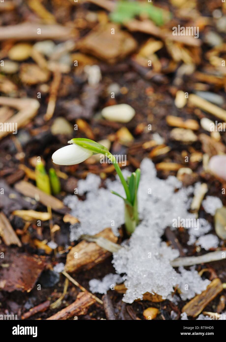 Tiny white snowdrop galanthus flowers in bloom emerge through the ...
