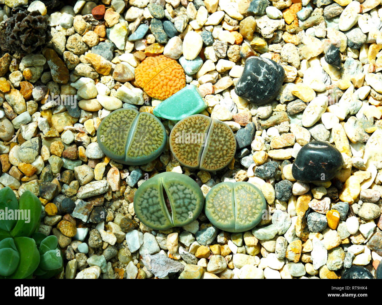 Plant stone growing water hi-res stock photography and images - Alamy