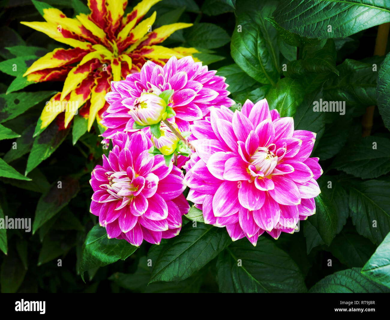 Beautiful posters hi-res stock photography and images - Alamy