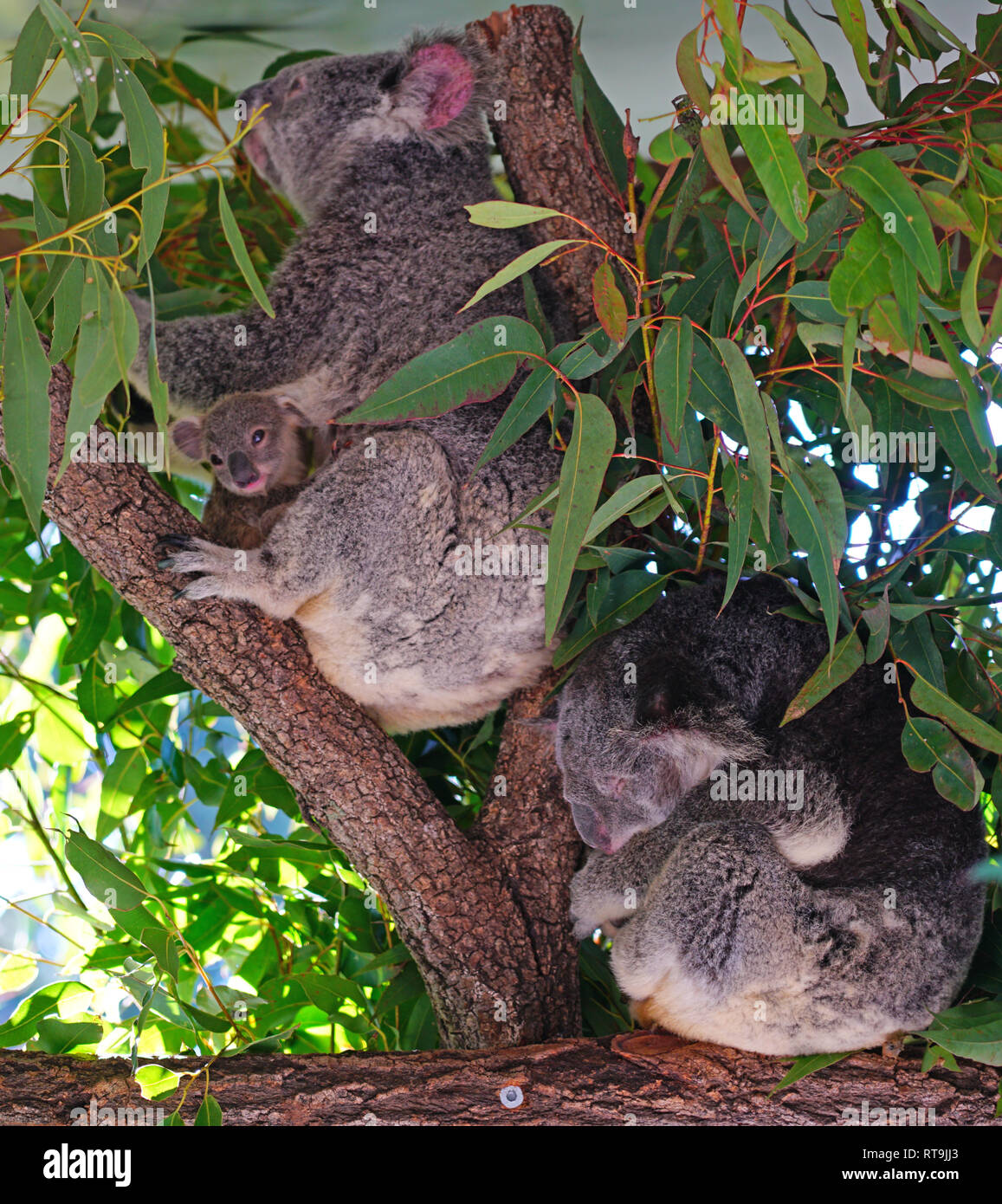 A mother koala with a baby joey in the pouch on a eucalyptus gum tree ...