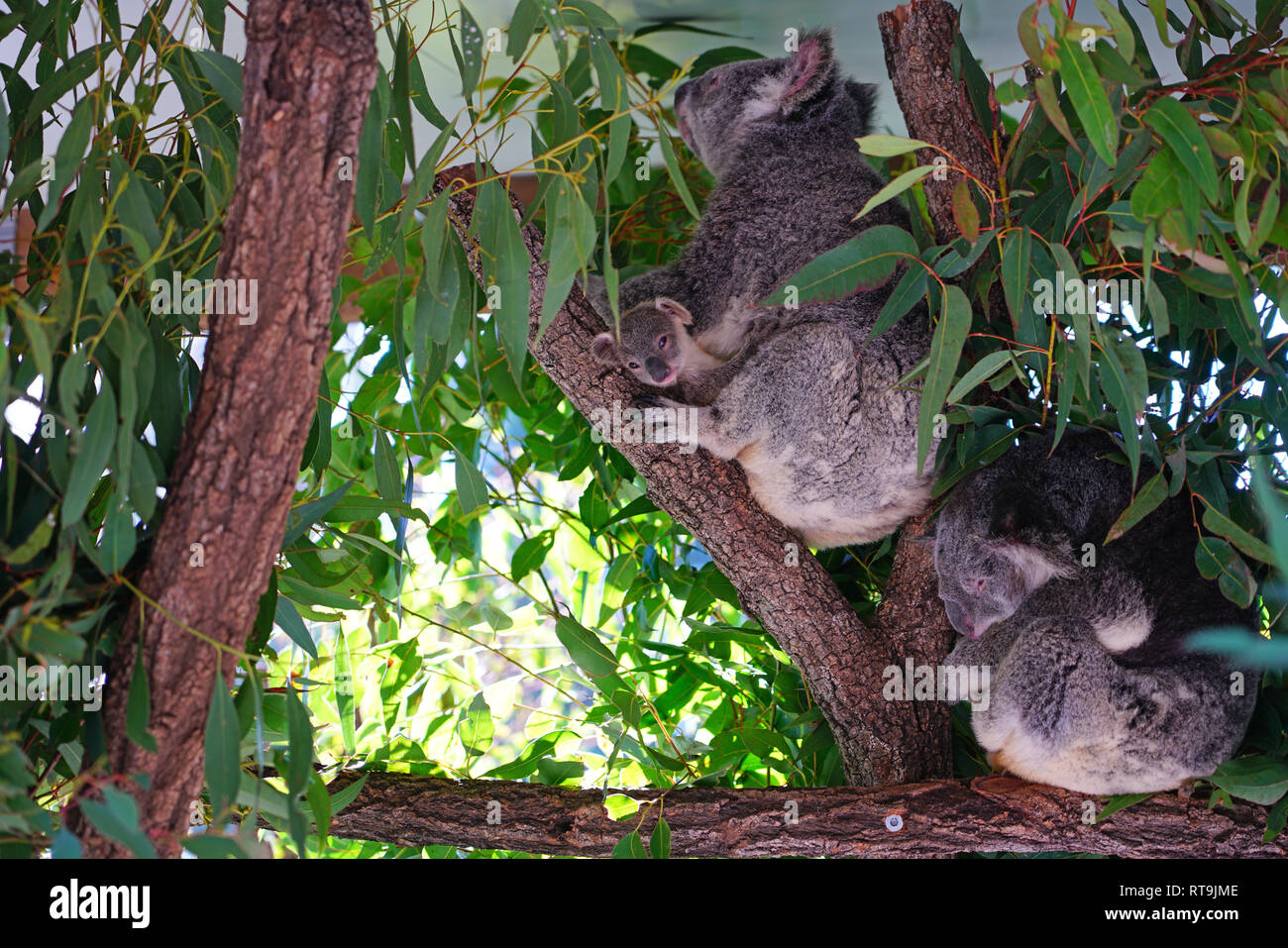 Koala pouch hi-res stock photography and images - Alamy