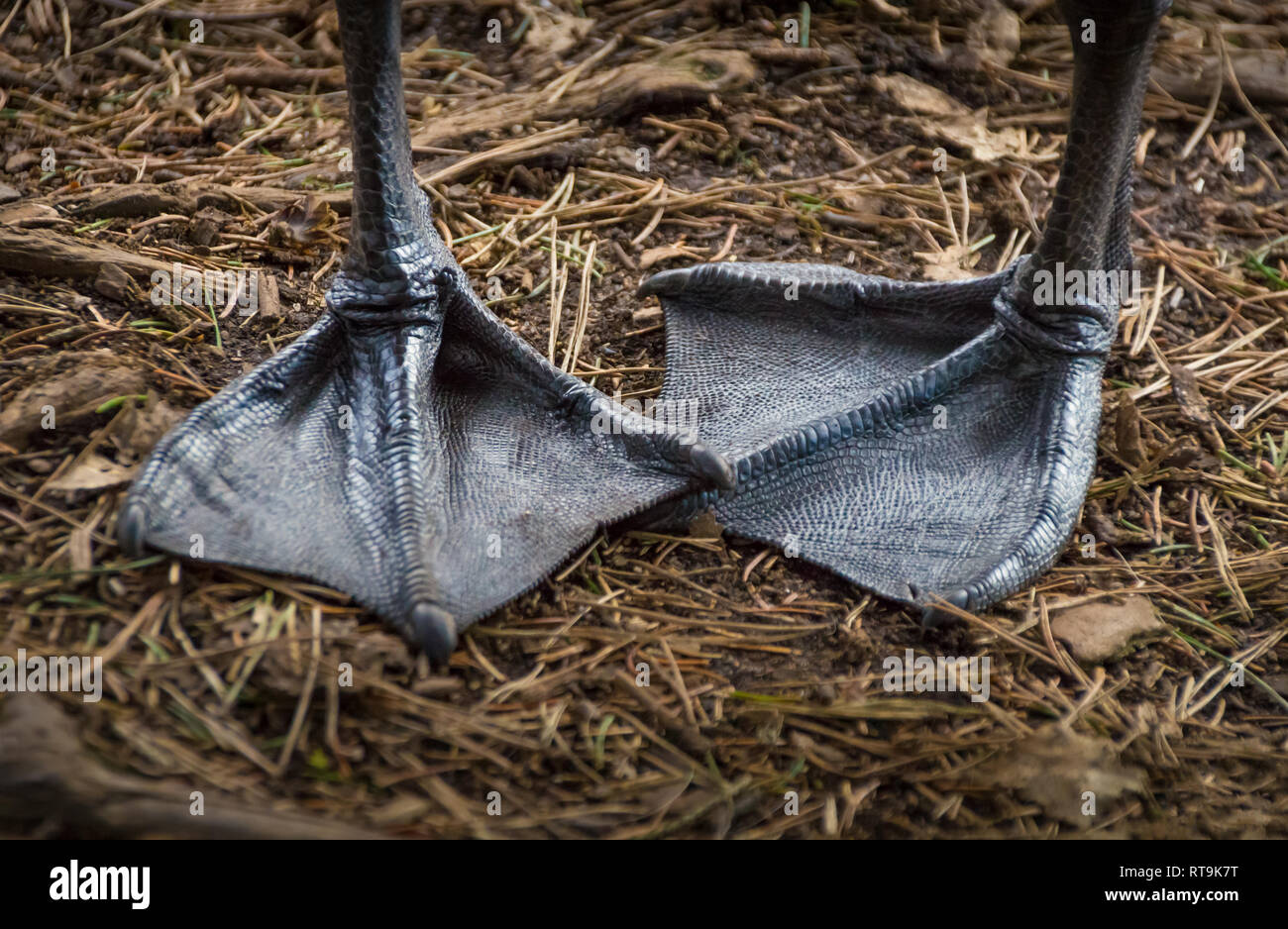 Goose feet hi-res stock photography and images - Alamy