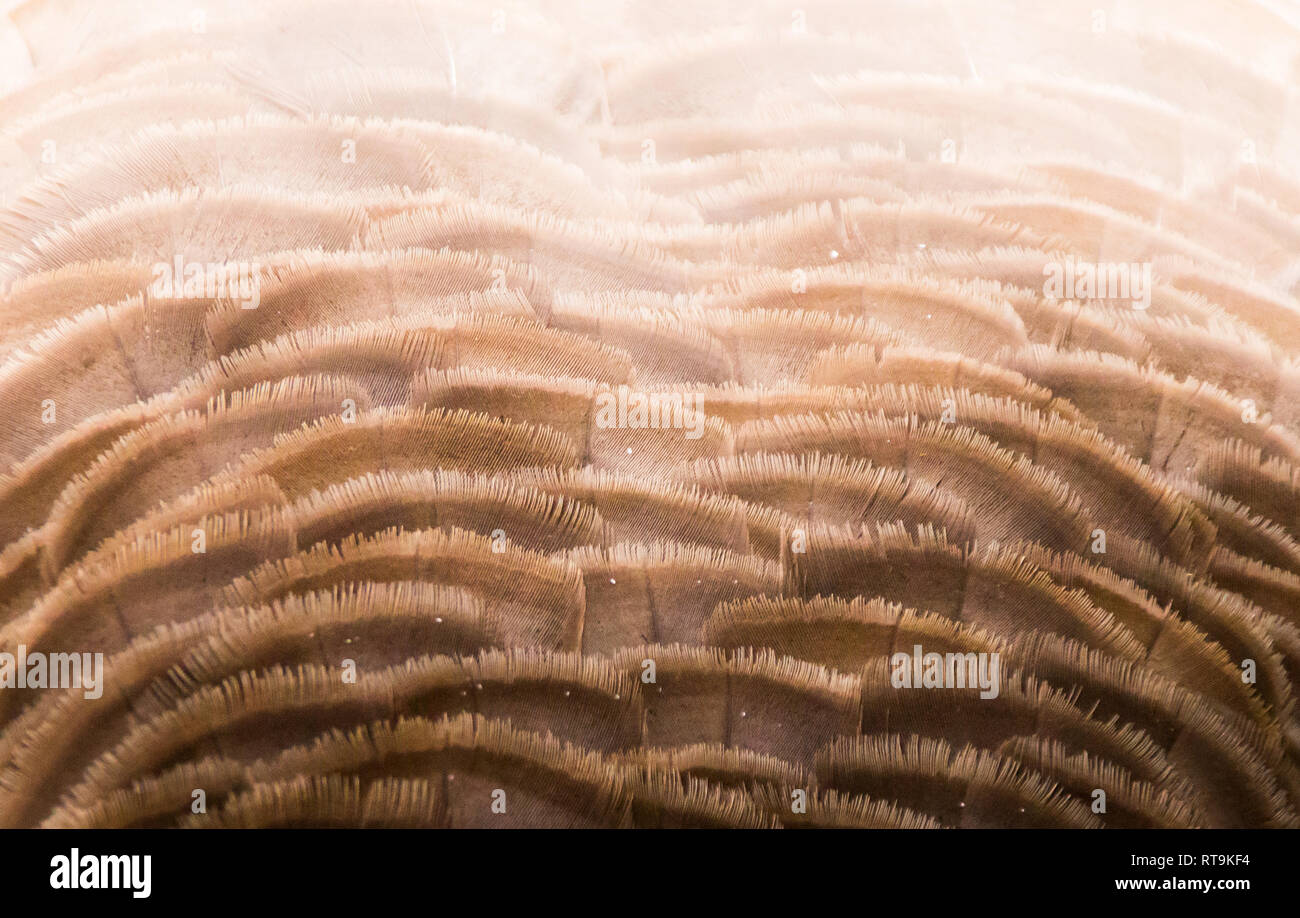 A close-up of a goose's back Stock Photo - Alamy