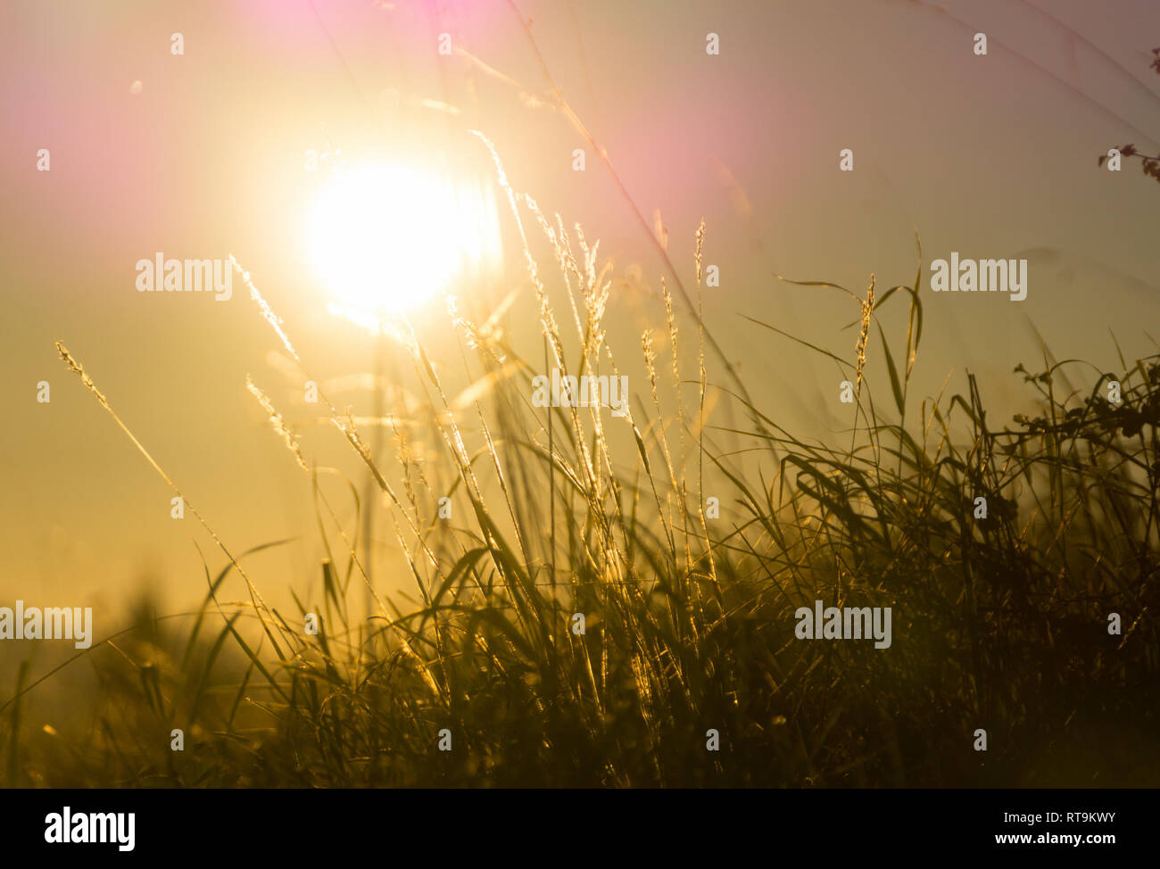Grass backlight hi-res stock photography and images - Alamy