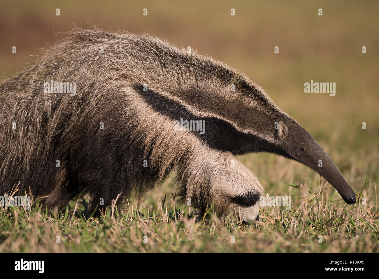 A Giant Anteater from Brazil Stock Photo - Alamy